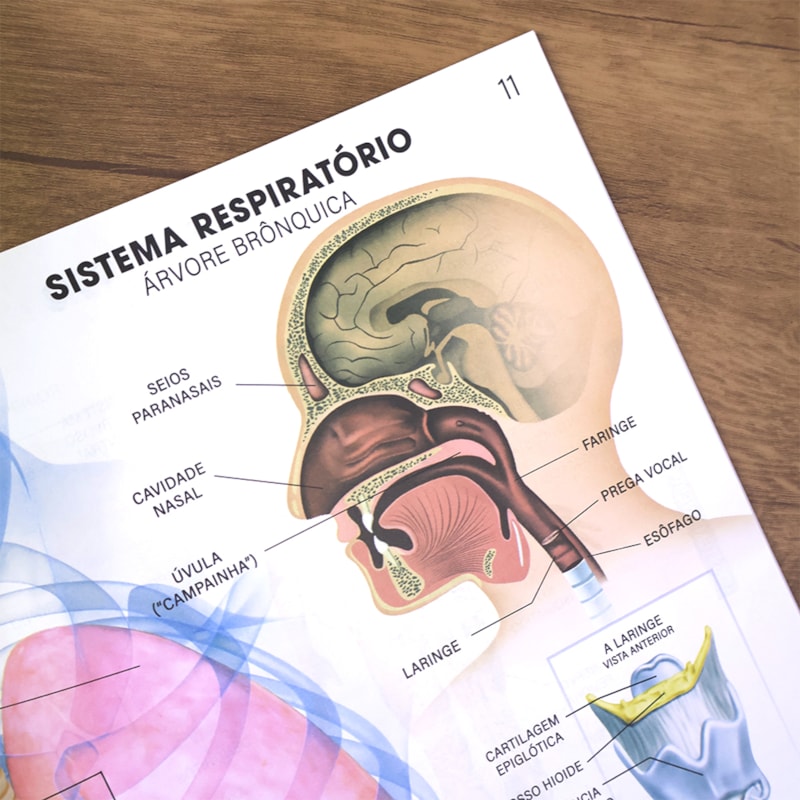Atlas do Corpo Humano | Edição Revisada e Atualizada